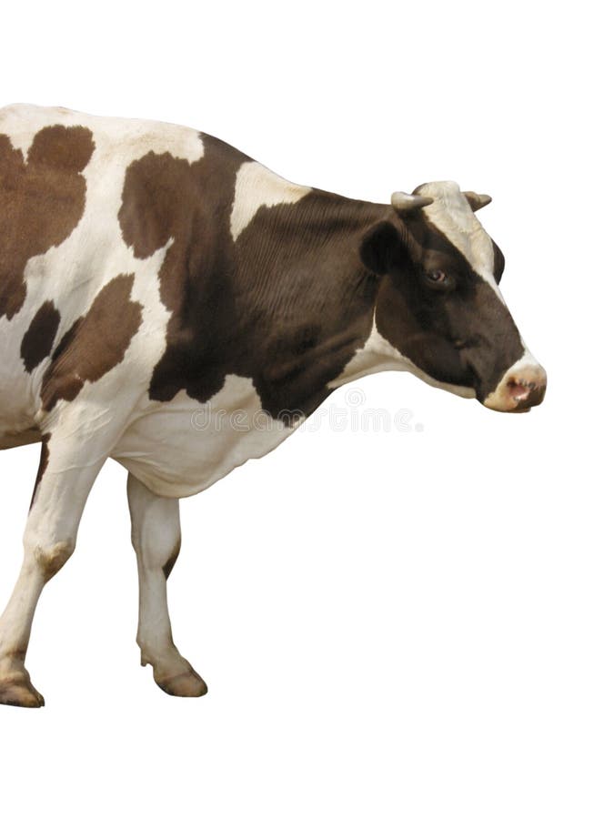 Farm Animal - Side View of Holstein Cow, 5 Years Old, Standing. Stock ...