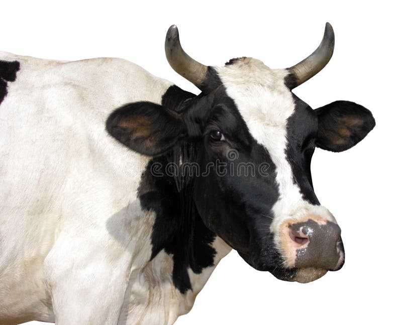 Farm Animal - Side View of Holstein Cow, 5 Years Old, Standing. Stock ...