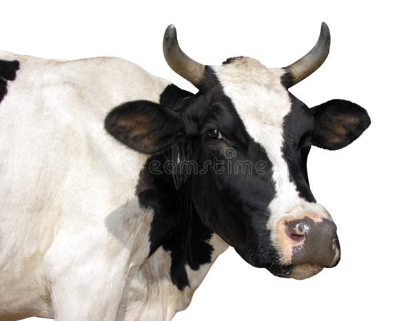 Farm Animal - Side View of Holstein Cow, 5 Years Old, Standing. Stock ...