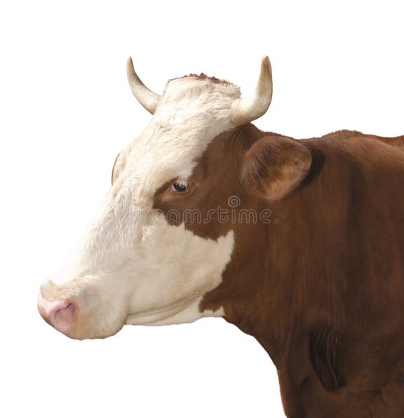 Farm Animal - Side View of Cow, 5 Years Old, Standing Stock Photo ...