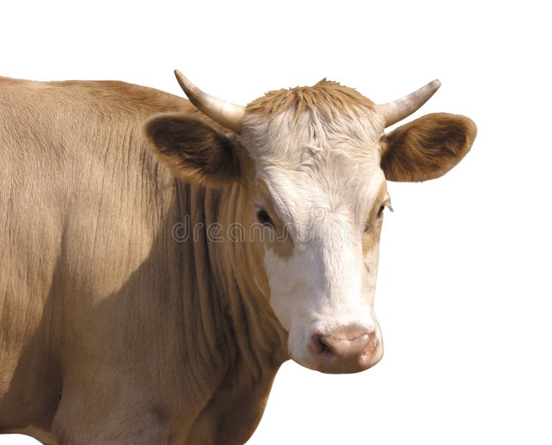 Farm Animal - Side View of Cow, 5 Years Old, Standing Stock Photo ...