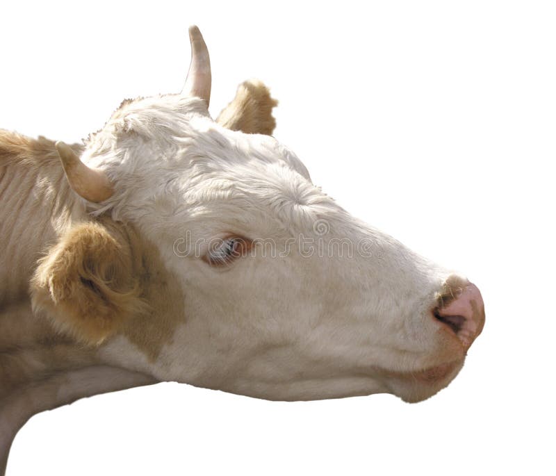 Farm Animal - Side View of Cow, 5 Years Old, Standing Stock Photo ...