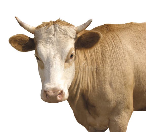 Farm Animal - Side View of Cow, 5 Years Old, Standing Stock Image ...