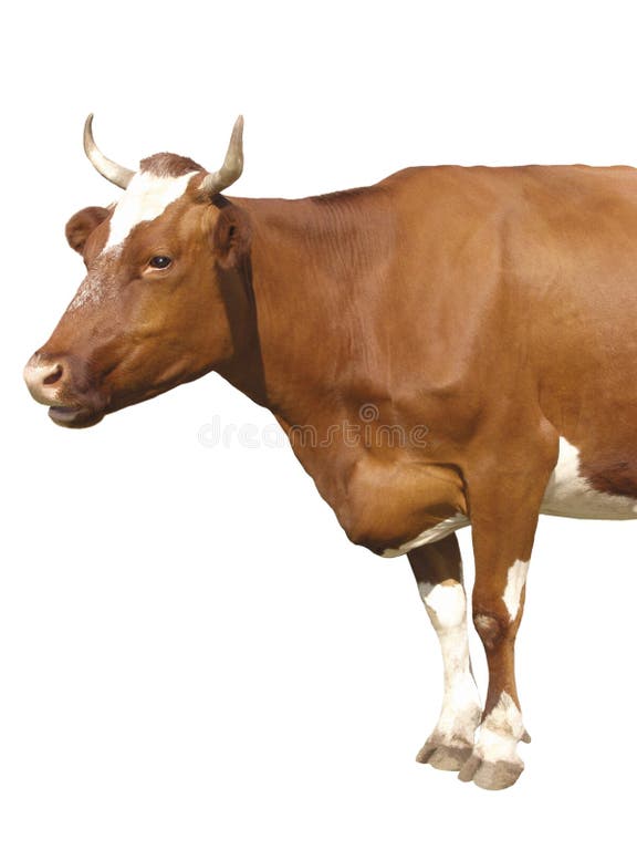 Farm Animal - Side View of Cow, 5 Years Old, Standing Stock Image ...