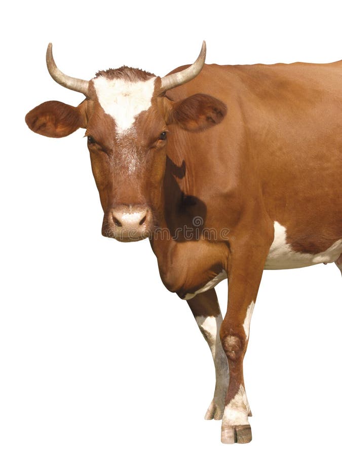 Farm Animal - Side View of Holstein Cow, 5 Years Old, Standing. Stock ...