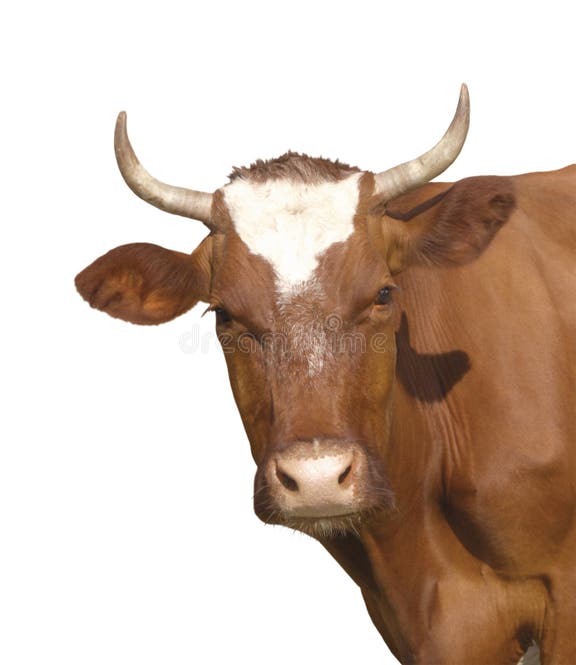 Farm Animal - Side View of Cow, 5 Years Old, Standing Stock Photo ...