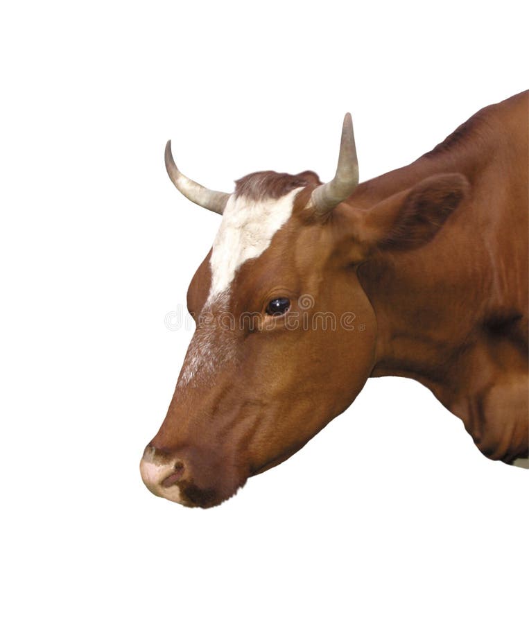 Farm Animal - Side View of Holstein Cow, 5 Years Old, Standing. Stock ...