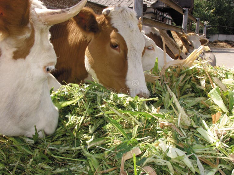 Farm Animal - Side View of Cow, 5 Years Old, Standing Stock Photo ...