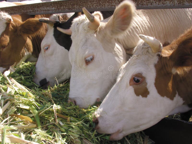 Farm Animal - Side View of Cow, 5 Years Old, Standing Stock Photo ...