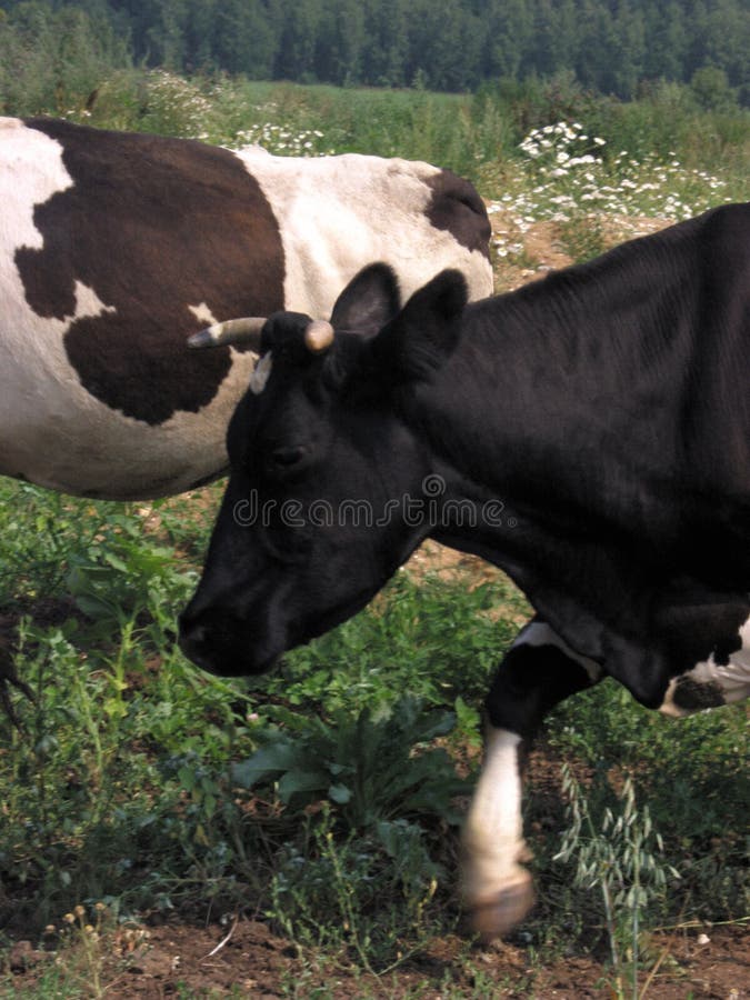 Farm Animal - Side View of Holstein Cow, 5 Years Old, Standing. Stock ...