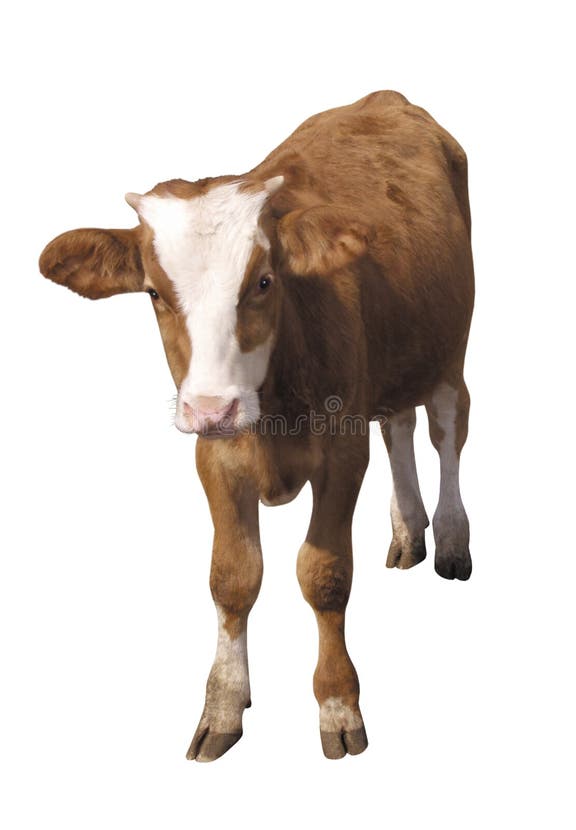 Farm Animal - Side View of Cow, 5 Years Old, Standing Stock Image ...