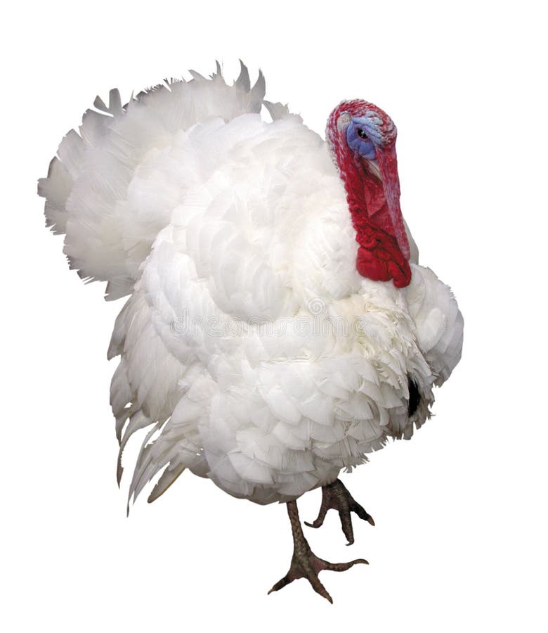 White Turkey Bird Isolated on White Background Stock Image - Image of ...
