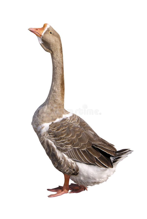 The Single Goose on Isolated on White Background. Stock Image - Image ...