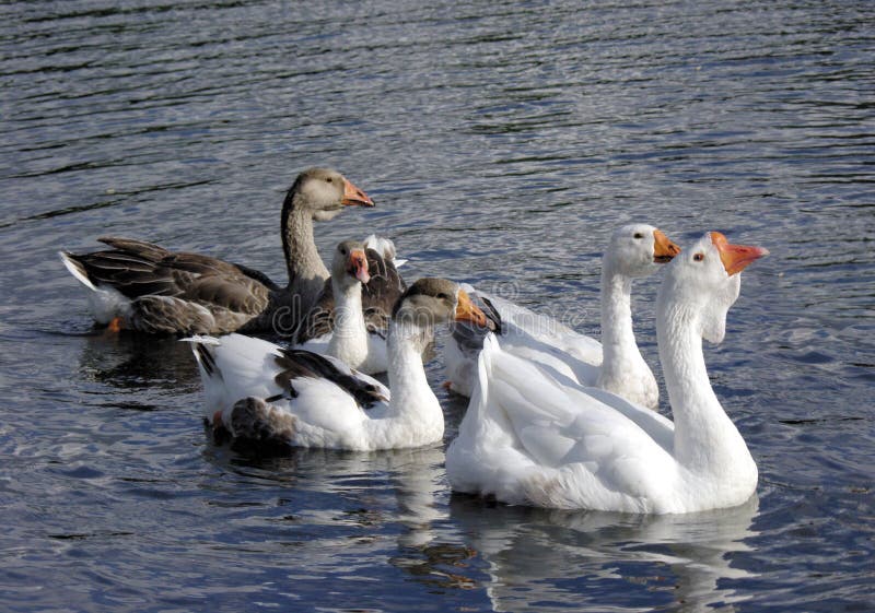A Geese is Swimming in the Blue Lake Stock Photo - Image of dreamlike ...