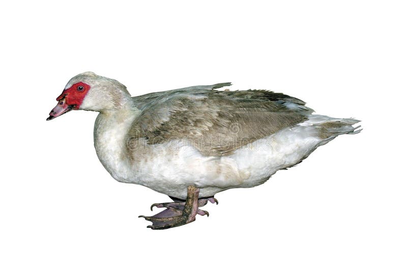 Geese Isolated on White Background Stock Image - Image of bird, animal ...
