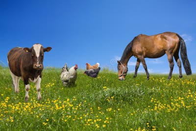 Farm animals stock image. Image of animal, color, landscape - 24414133
