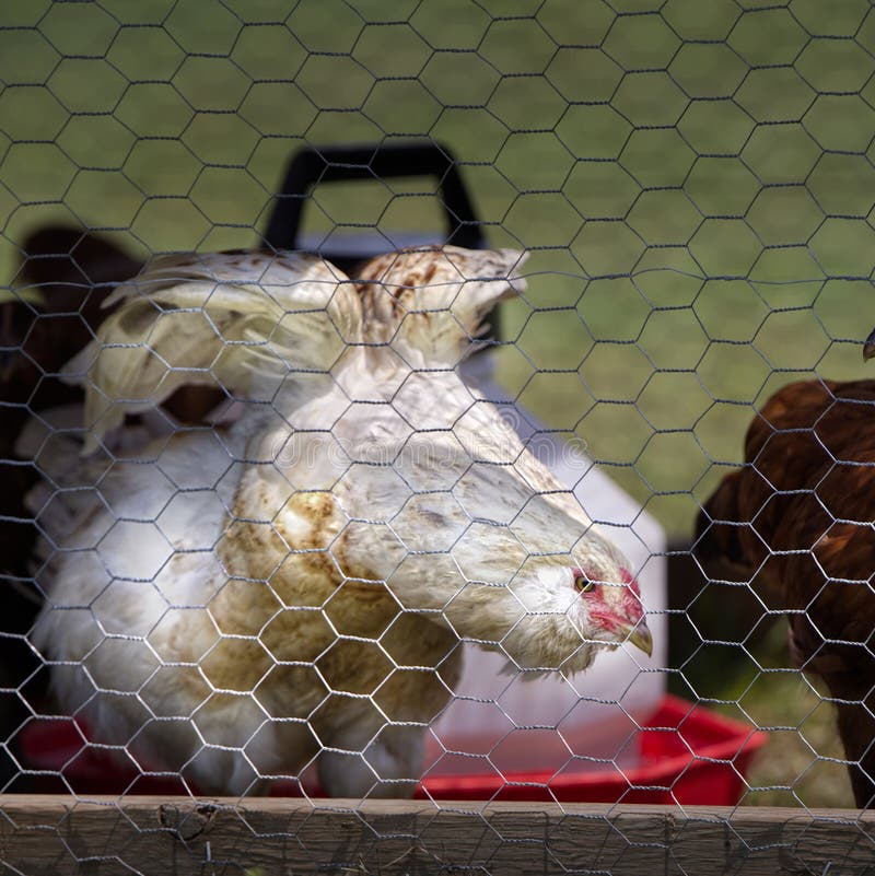 304 Flapping Chicken Stock Photos - Free & Royalty-Free Stock Photos ...