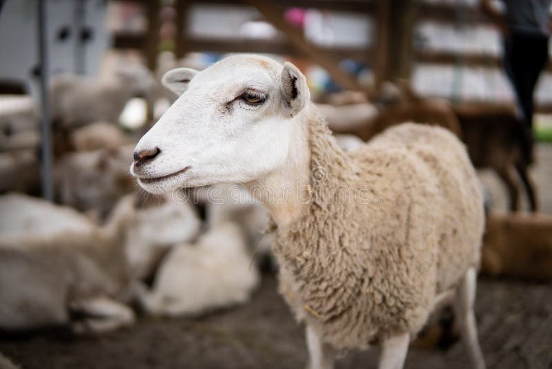 641 Lamb Waiting Stock Photos - Free & Royalty-Free Stock Photos from ...