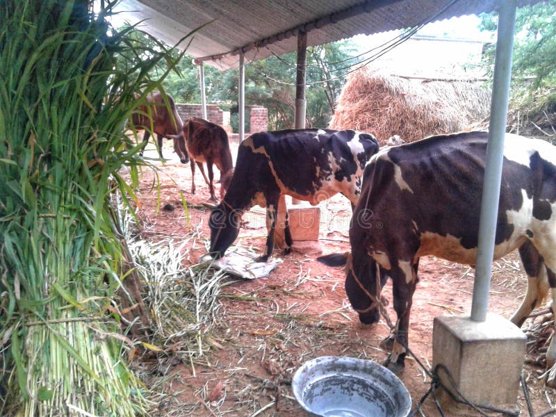 Farm Animals Cattle Breeding Stock Photo - Image of breeding, outdoor ...