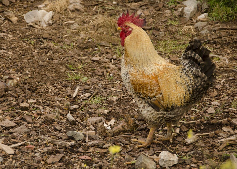 Farm animals,Cockerel stock image. Image of cockerel - 40912891
