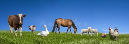Farm animals collection stock photo. Image of copy, color - 23164588