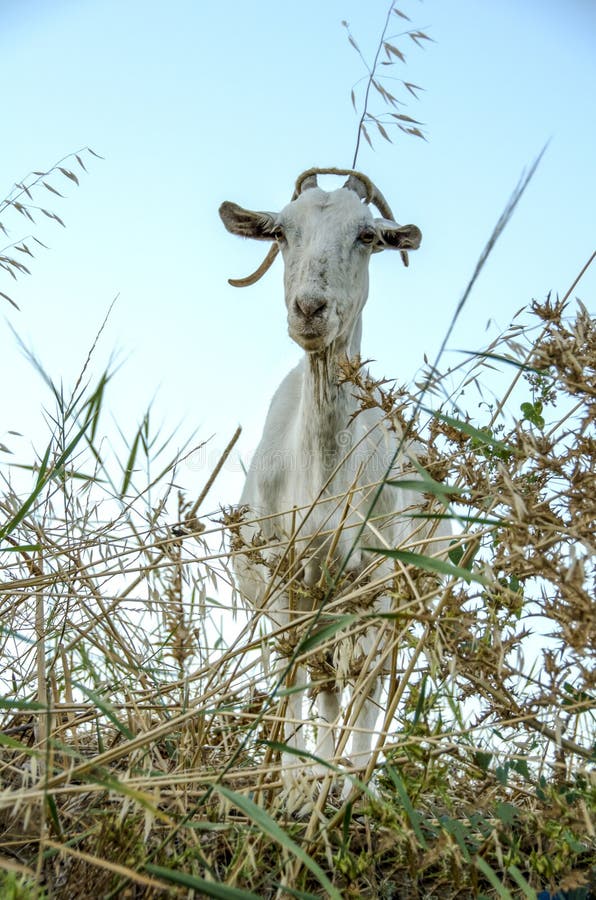 Curious White Goat Eating and Looking in the Field Stock Photo - Image ...