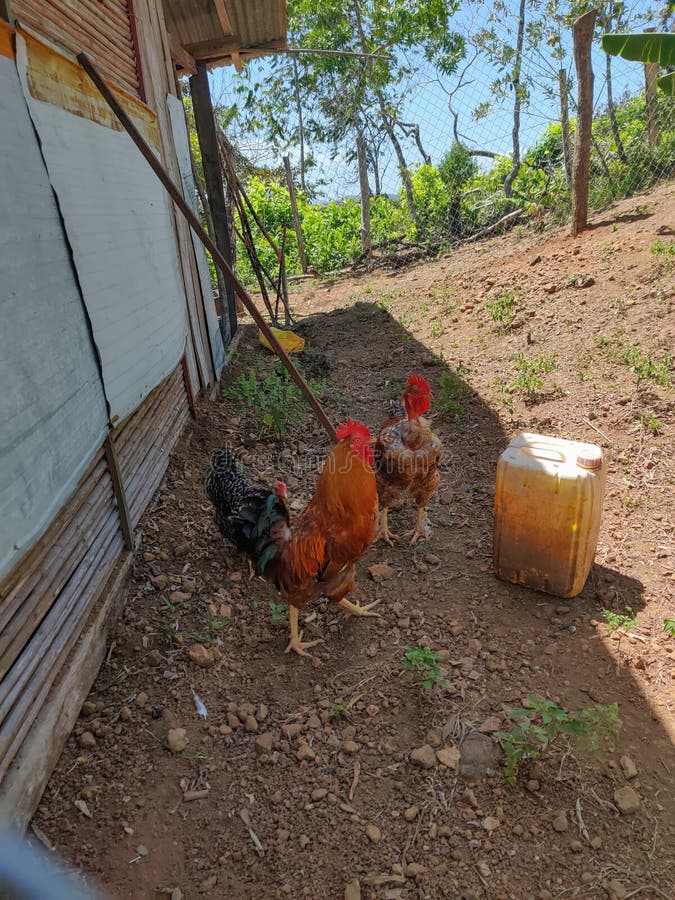 Farm animals in the field stock photo. Image of breakfast - 290015718
