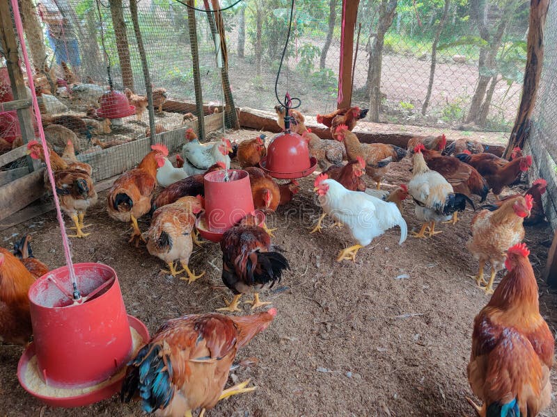Farm animals in the field stock image. Image of breakfast - 290015735