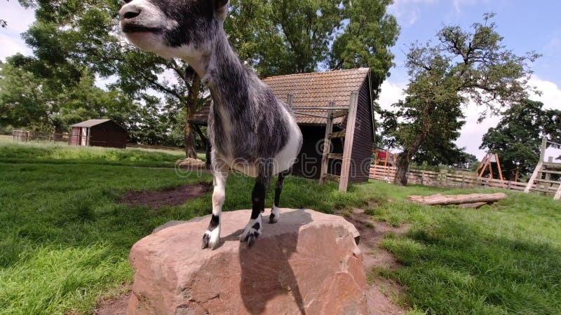 Farm Animals in the UK Countryside Stock Footage - Video of care ...