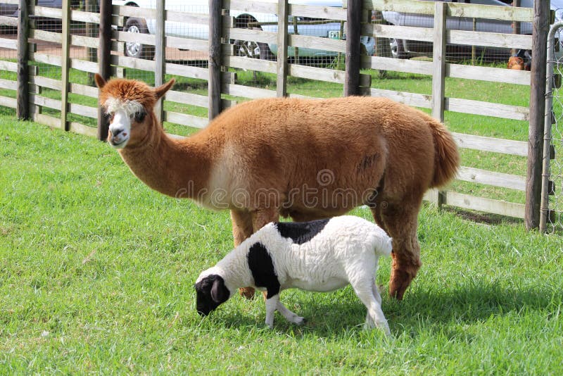 975 Lama Sheep Stock Photos - Free & Royalty-Free Stock Photos from ...