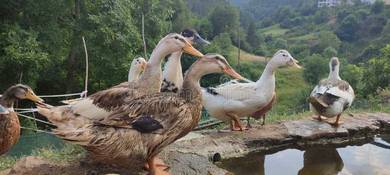 Farm animals mine so cute stock image. Image of chicken - 253128321