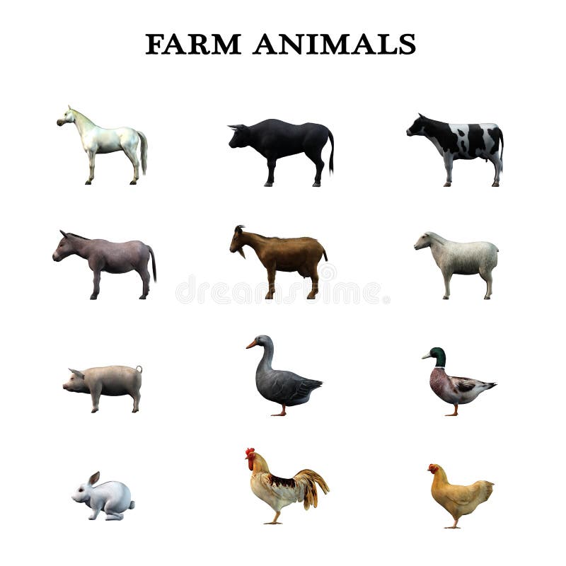 Farm Animals - Separated on White Background Stock Illustration ...