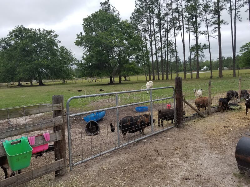 Farm Animals Ranch Pigs Animal Stock Photo - Image of animal, ranch ...