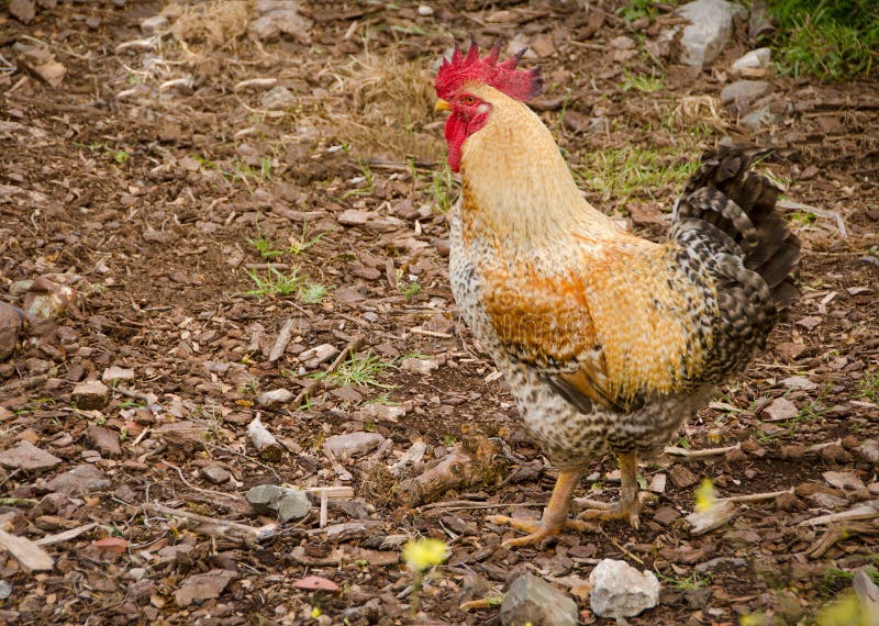 Donkey stock image. Image of countryside, horse, farm - 39585561
