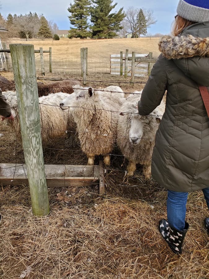 Farm Animals Sheep Cold Weather Editorial Photography - Image of cold ...