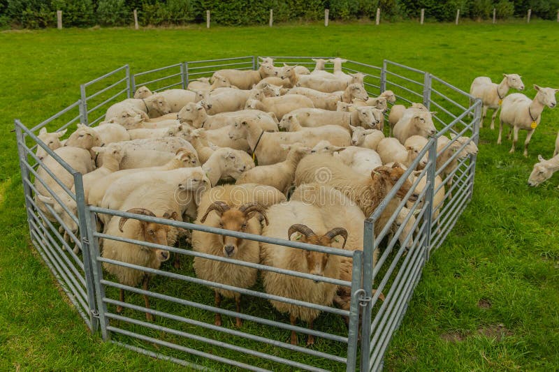 Farm Animals - Sheeps stock photo. Image of ruminant - 47297366