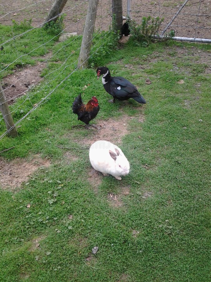 Farm animals stock photo. Image of animals, farm, small - 47695458