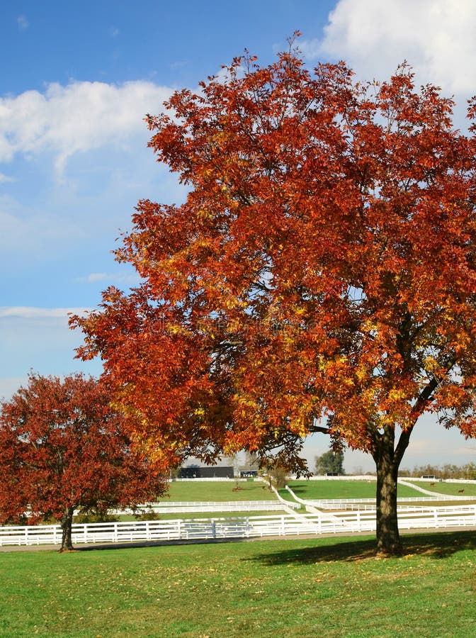 Autumn Farm Scene stock image. Image of agriculture, fence - 3276897