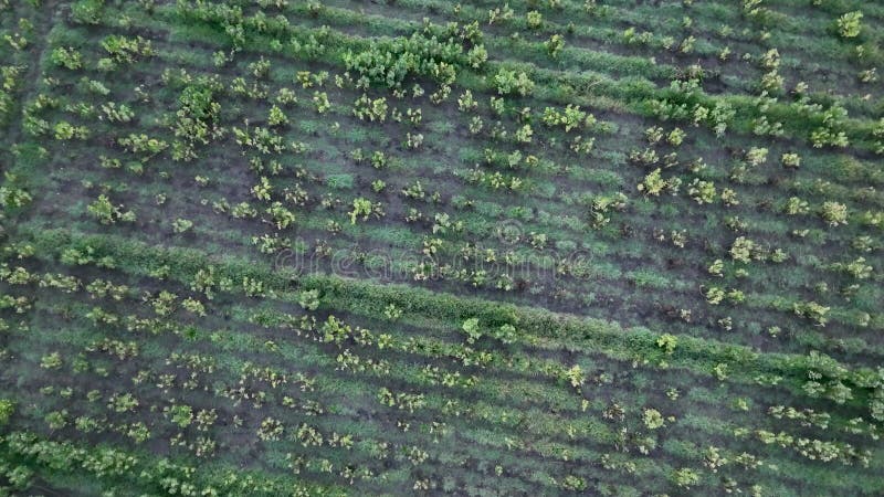 Farm Background Texture 4 K Aerial View 4K Stock Footage - Video of ...