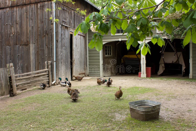 Farm backyard with fowl stock image. Image of outdoors - 21853155