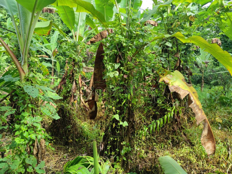 Farm a Banana in the Jungle Stock Image - Image of shrub, farm: 313332667