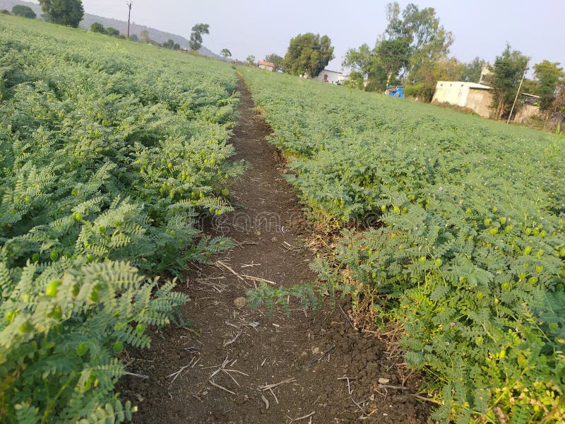 Farm Beautiful Nature Crop Plant Editorial Photography - Image of crop ...