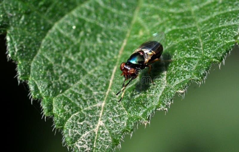 Farm bee stock photo. Image of garden, legs, nature, closeup - 15486164