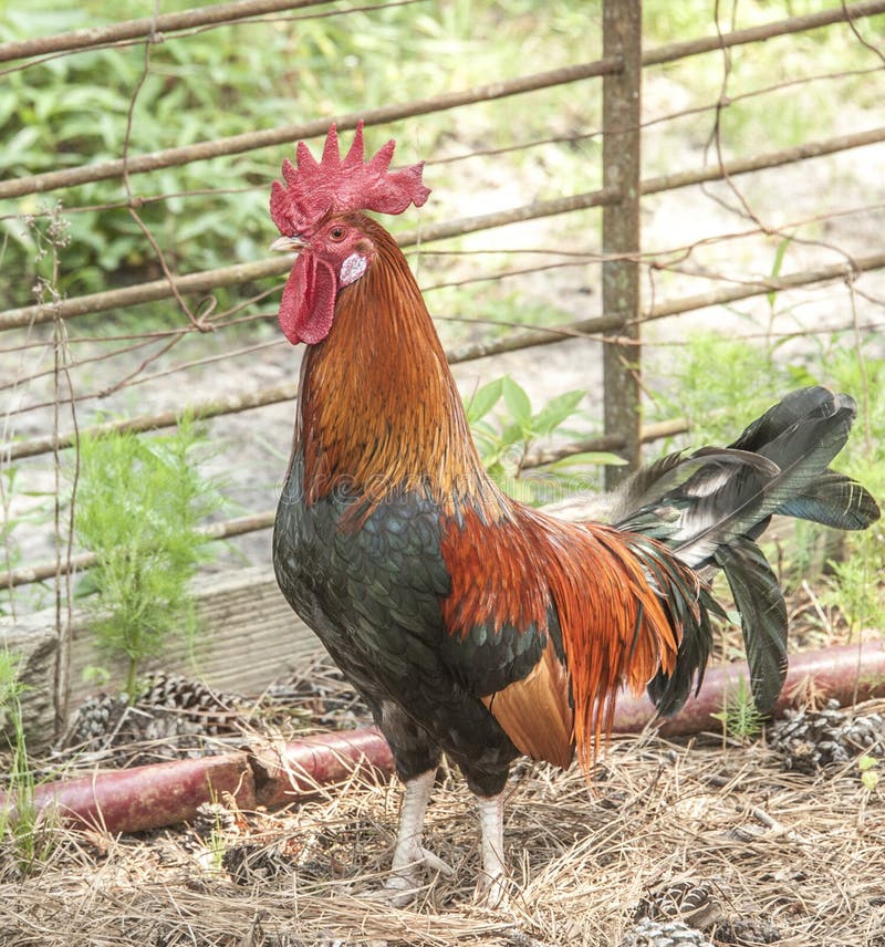 Farm bird stock image. Image of bird, standing, farm - 55829537