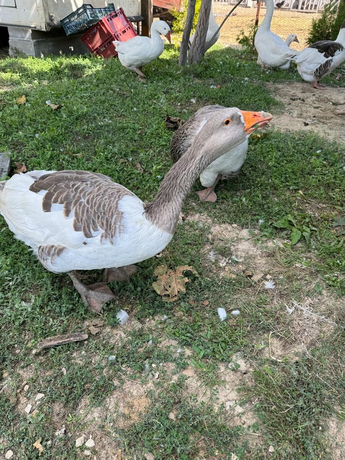 Farm Birds Geese and Turkeys on Grass Stock Image - Image of nature ...