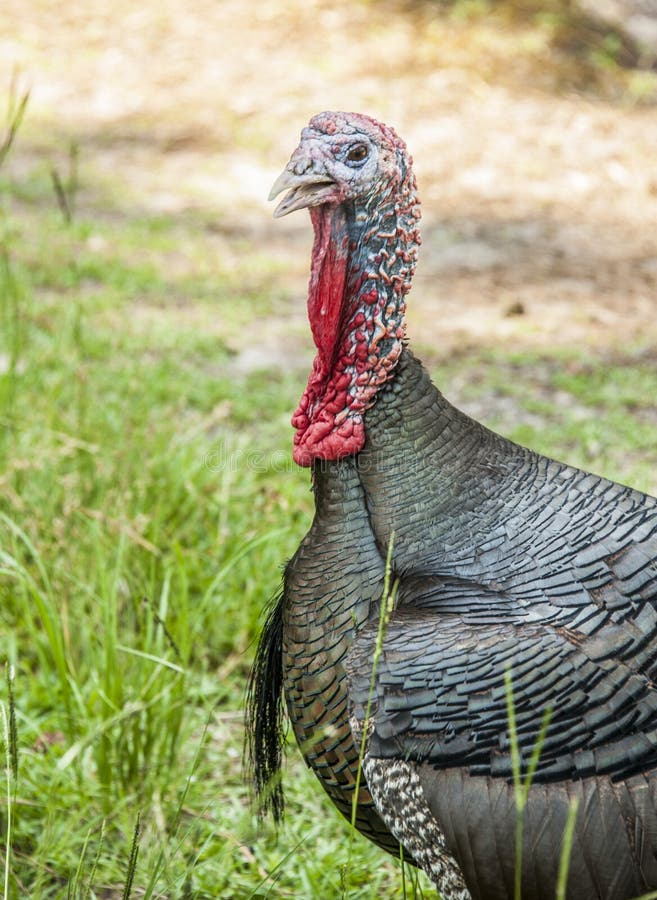 Farm birds stock photo. Image of standing, showing, birds - 55830154