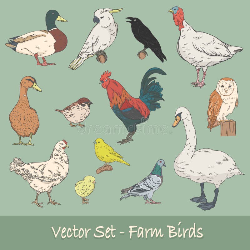 Farm Birds Vector Set stock vector. Illustration of cute - 32261578