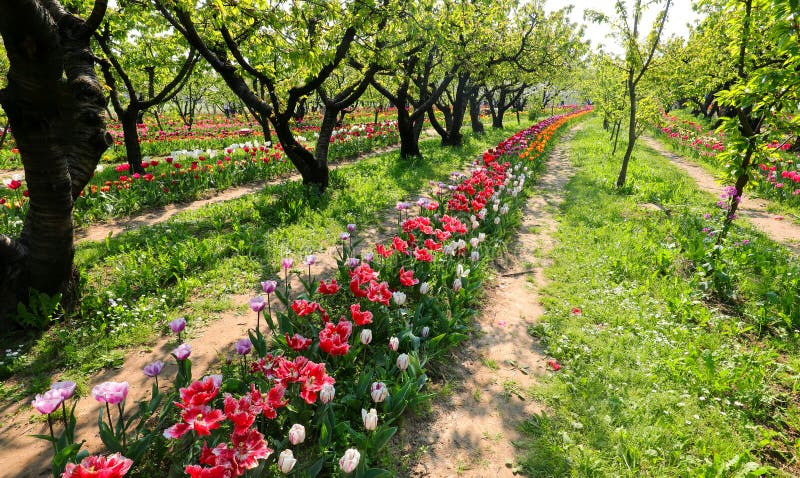 Farm with Blooming Tulip Field and Lush Trees in Spring Stock Image ...