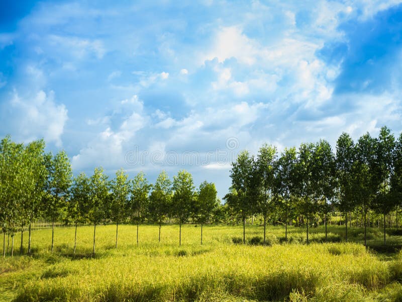 Farm with Blue Sky and Clouds. Stock Image - Image of agriculture ...