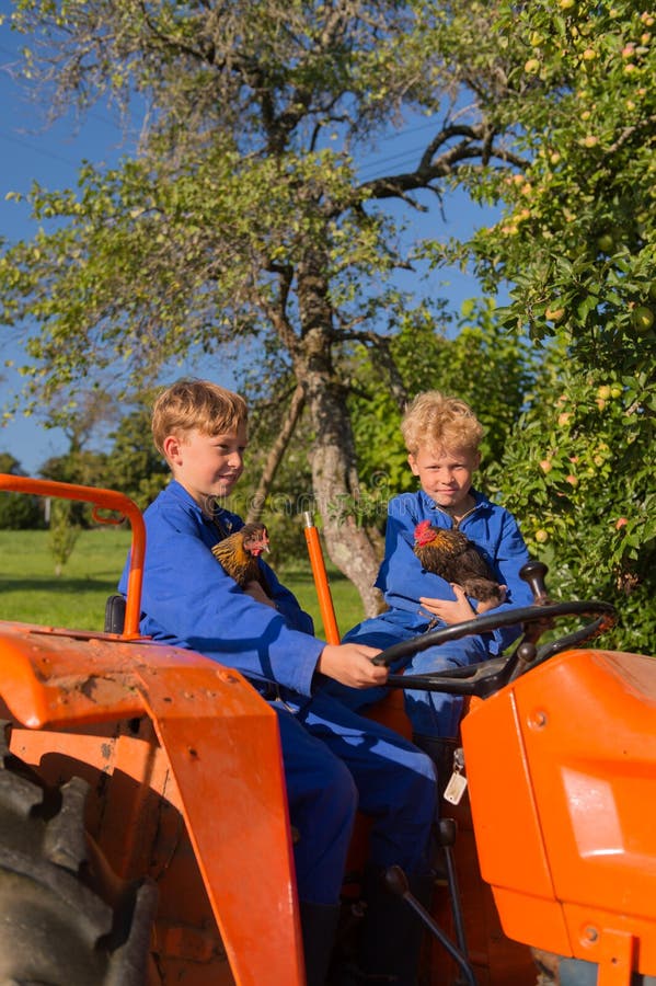 Farm Boys Harvesting in Vegetable Garden Stock Image - Image of ...